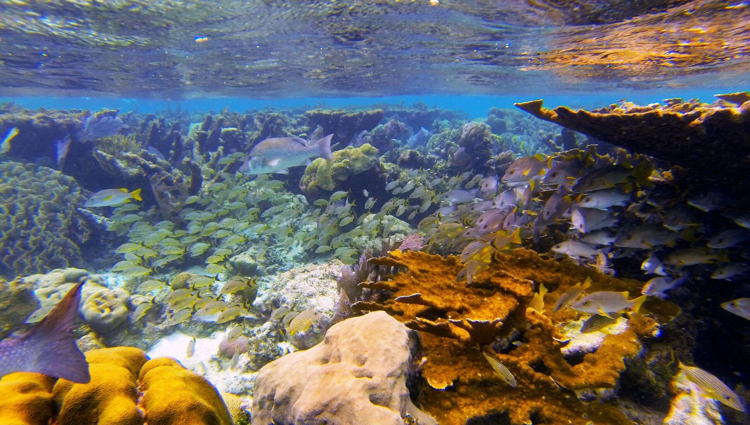 Elementos de estudio - Corescam