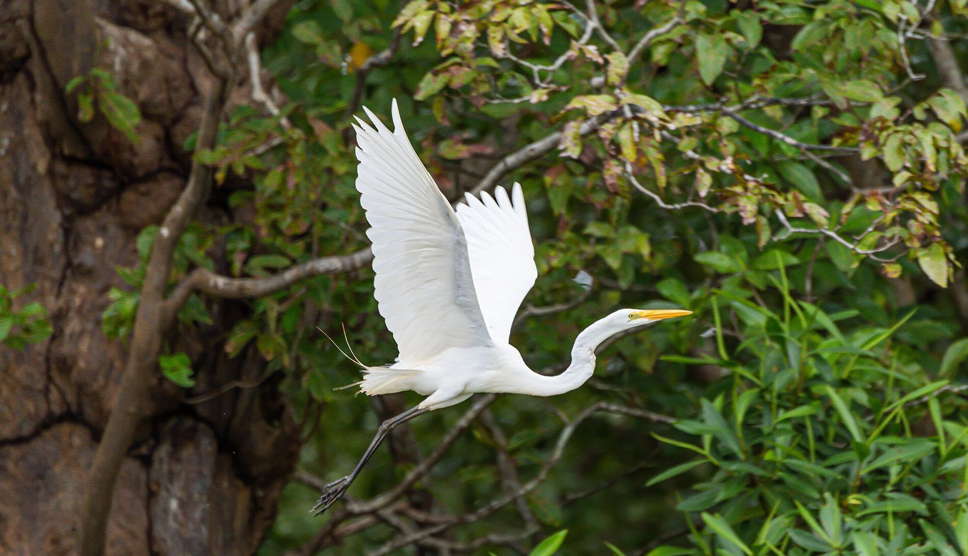 Objetivos - Corescam