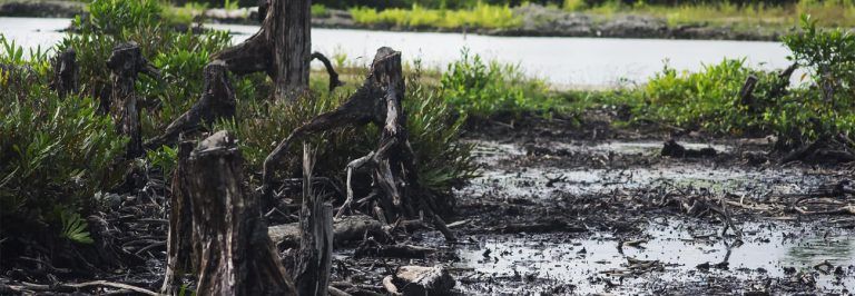 Manglares - Corescam