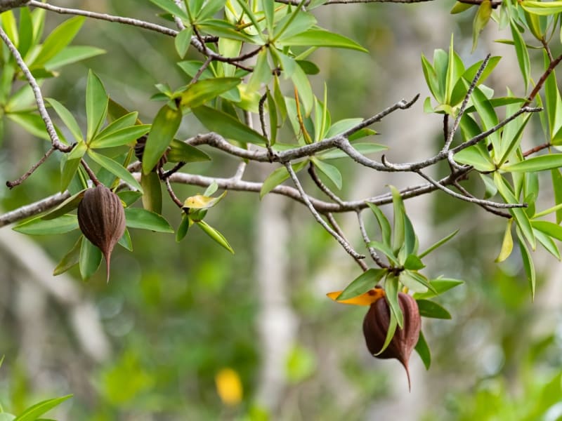 Mangroves - Corescam