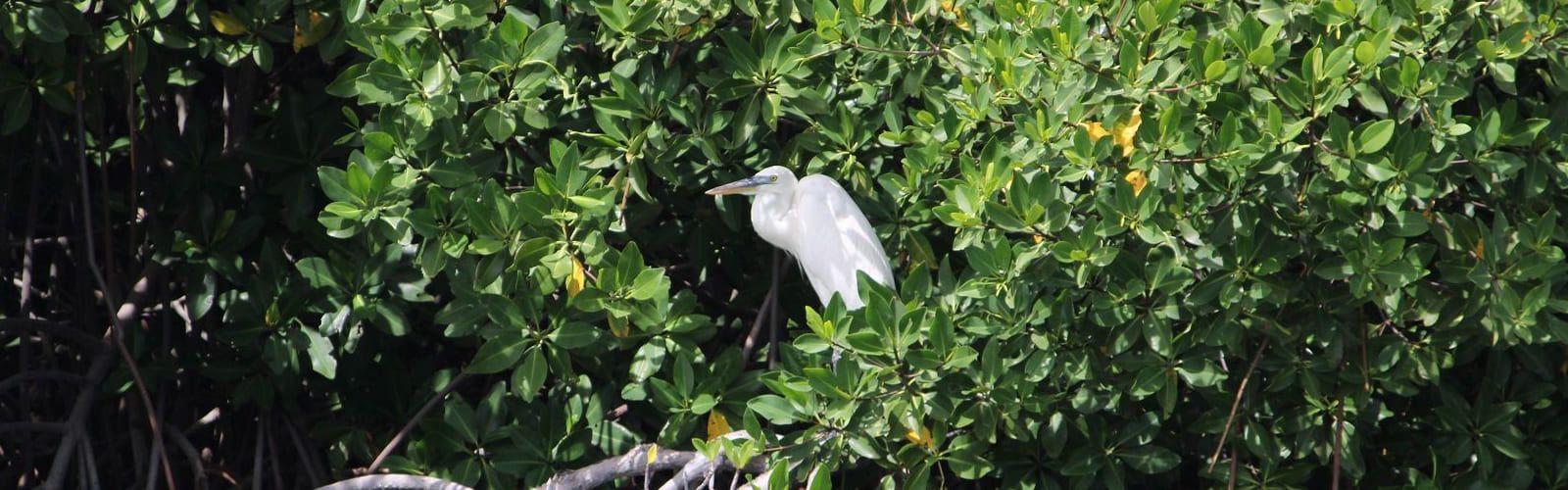 Manglares - Corescam