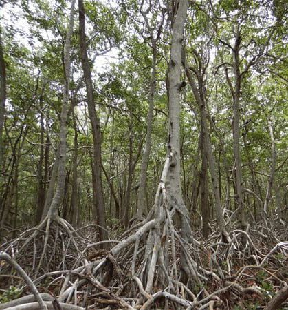 Mangroves - Corescam