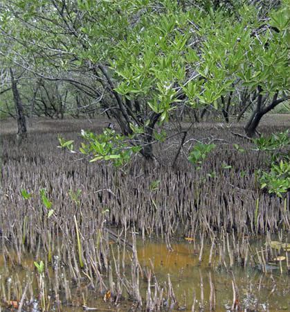 Manglares - Corescam