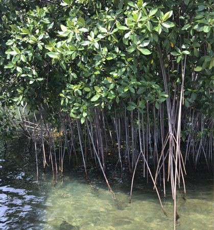 Manglares - Corescam