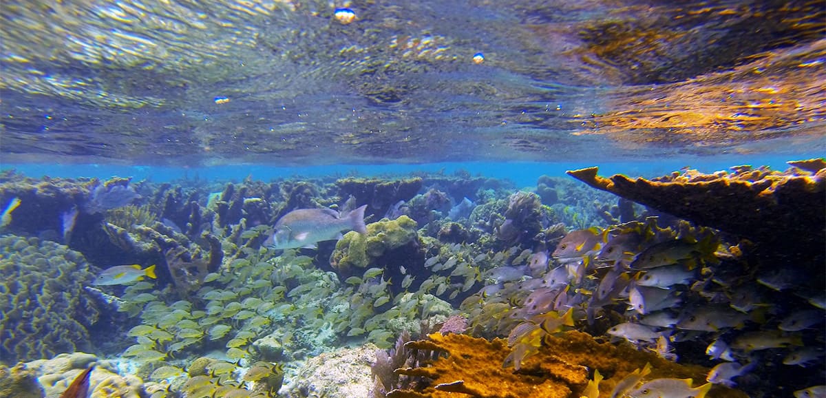 Objetivos - Corescam