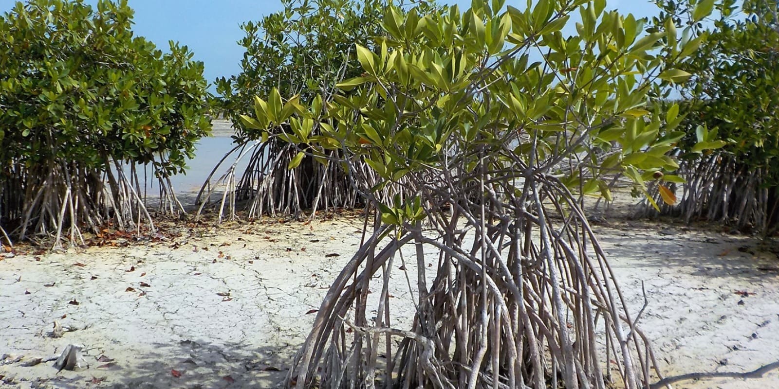 background - Corescam