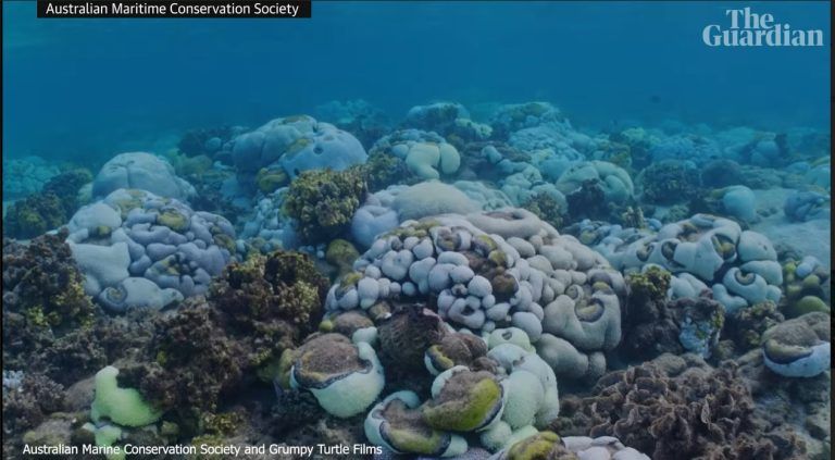 After a catastrophic 2023 Caribbean bleaching, mass bleaching reaches the Great Reef Barrier ...